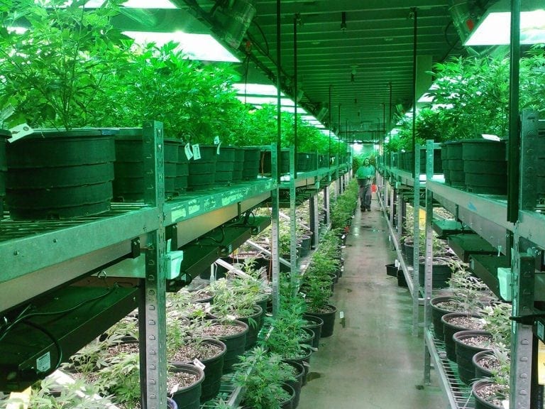 New Tech Curbs Landfills Waste from Cannabis Cultivators – Cannabis ...