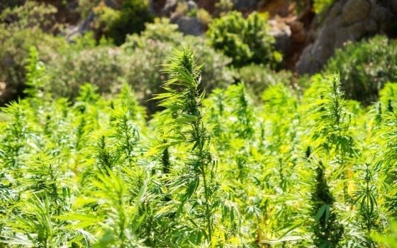 Is Industrial Hemp the Ultimate Energy Crop?
