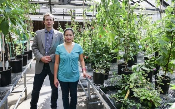 Daniela Vergara: Cannabis Research is in Dire Need of Funding ...