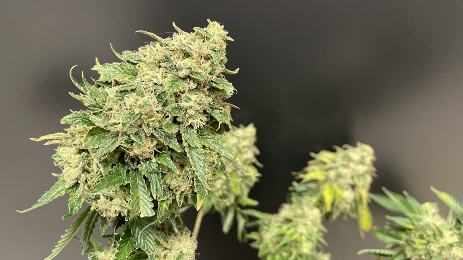 After 30 Years, Chemdog Grows First Legal Crop – Cannabis & Tech Today