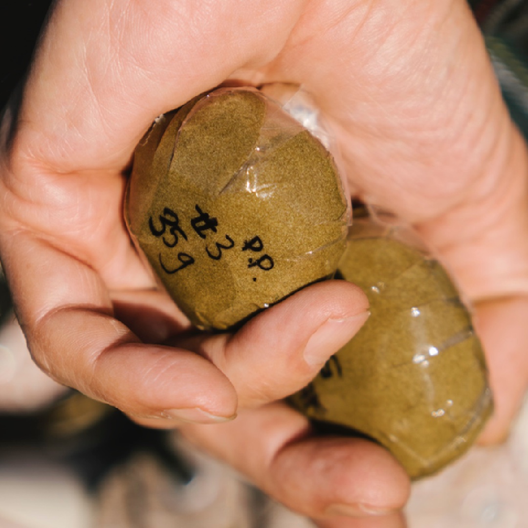 Frenchy Cannoli: Where Innovation Meets Tradition – Cannabis & Tech Today