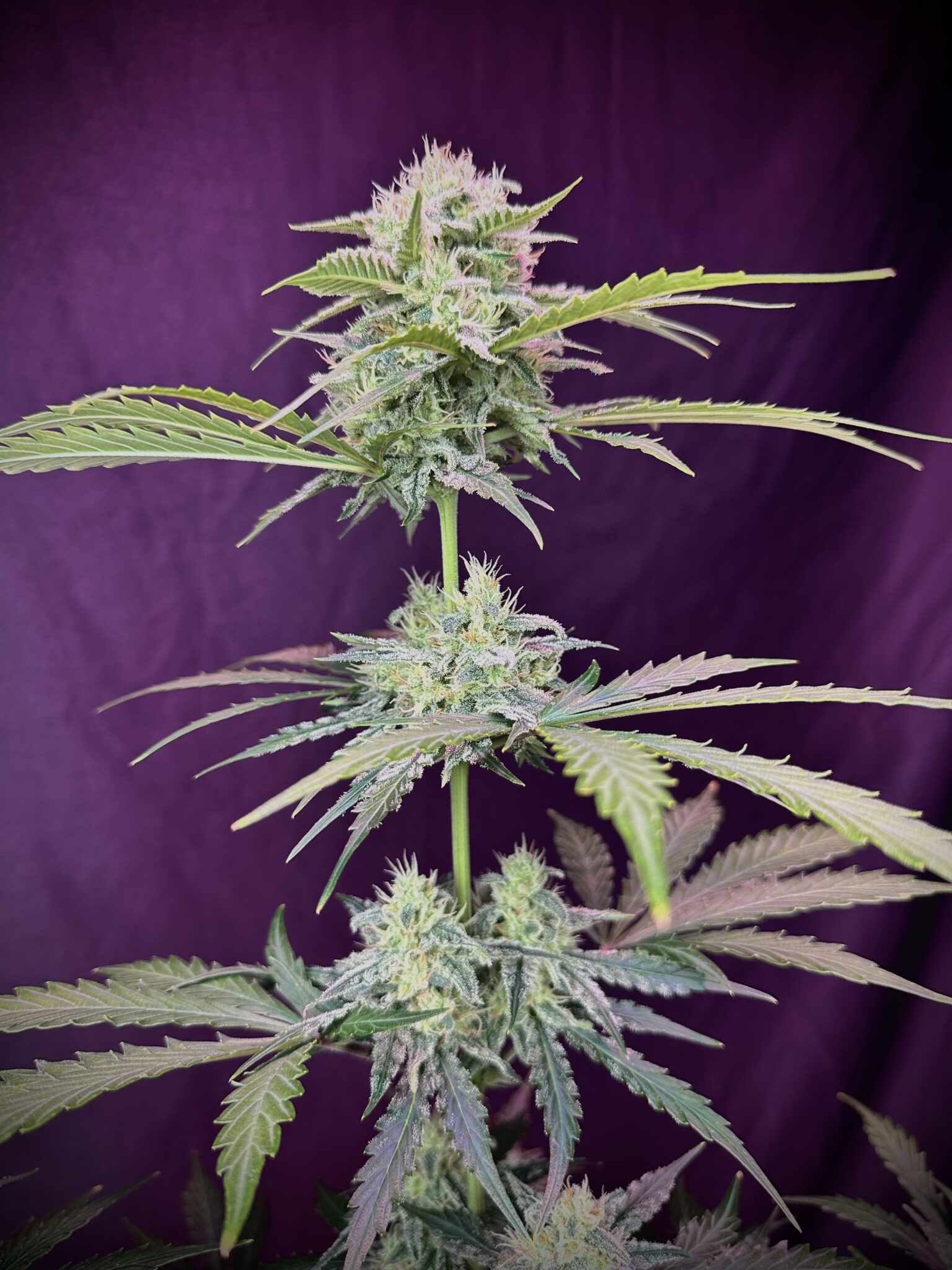 Modern Breeding Techniques Are Spurring an Autoflower Evolution ...