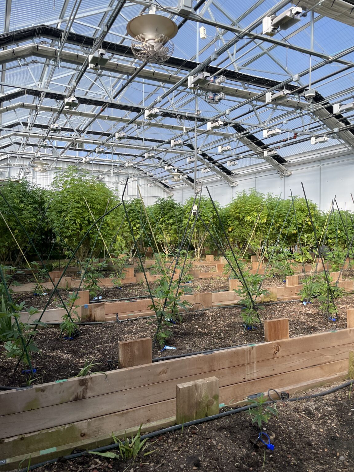 EDUN Family Farm Redefines Cannabis Cultivation Through Living Soil ...