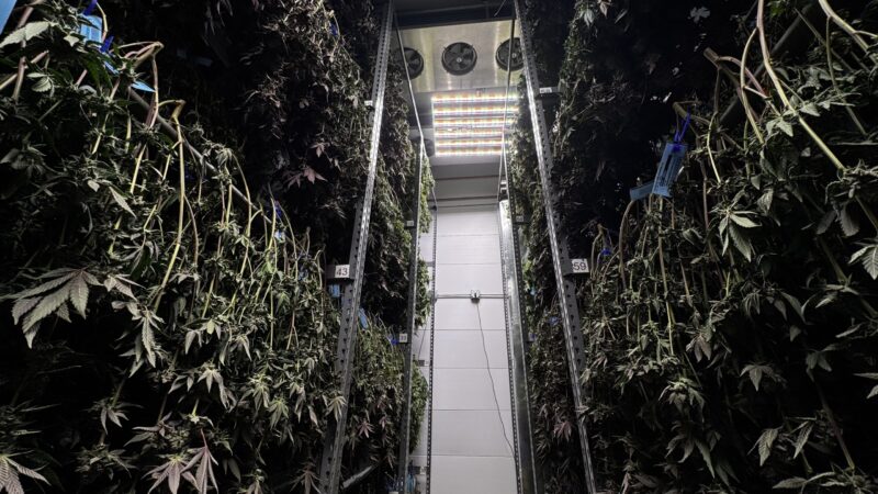 Cannatrol Rewrites the Dry and Cure Process – Cannabis & Tech Today
